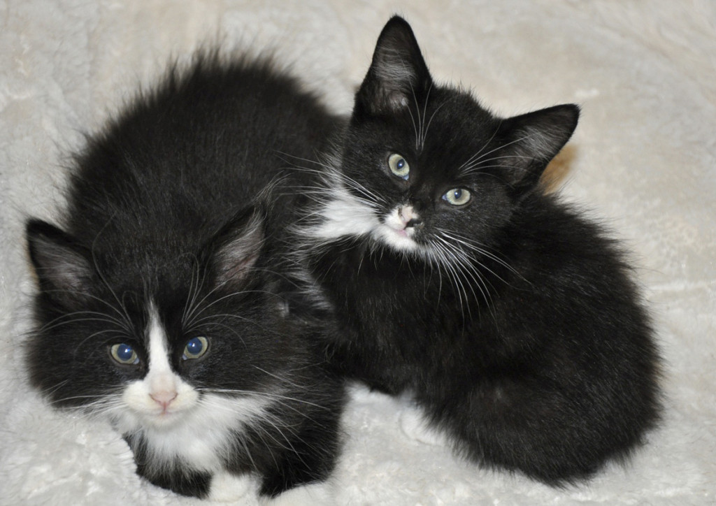 See All Adopted Pets