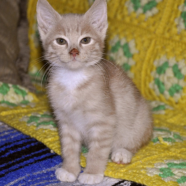 Our Sponsors Contact Us