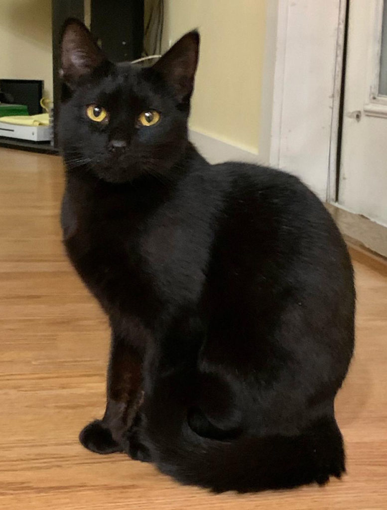 See All Adopted Pets