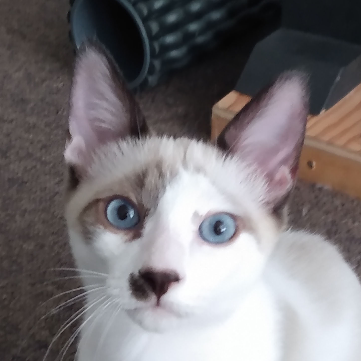 Our Sponsors Contact Us