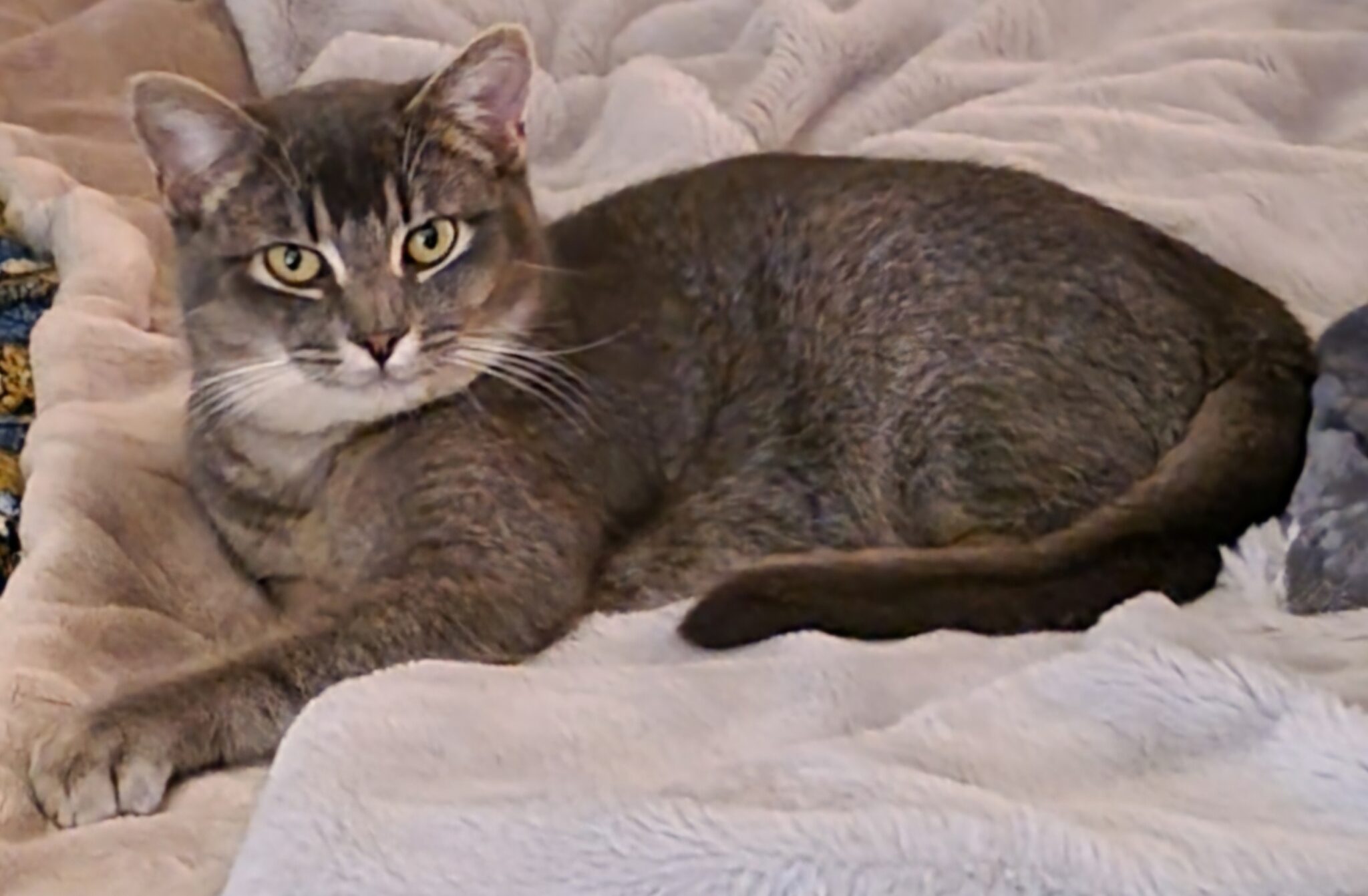 See All Adopted Pets