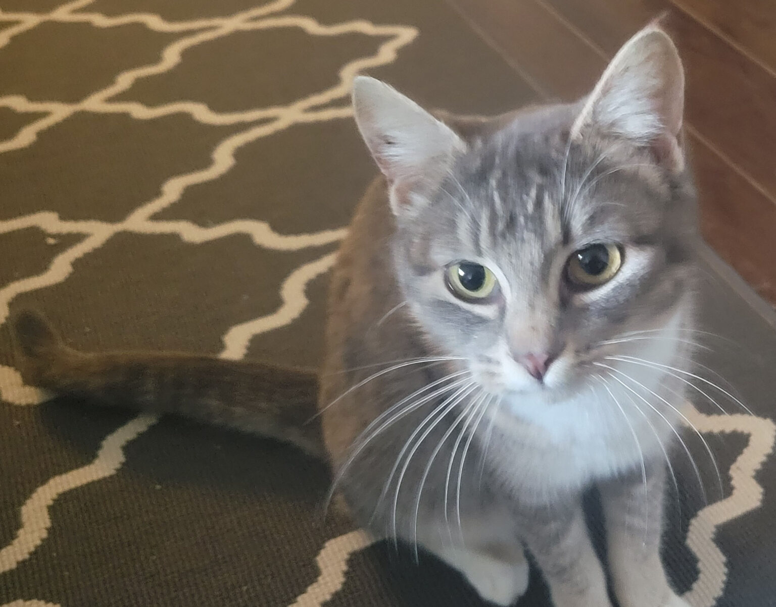 See All Adopted Pets