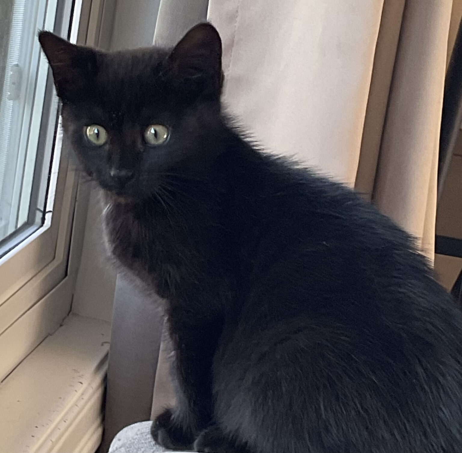 See All Adopted Pets