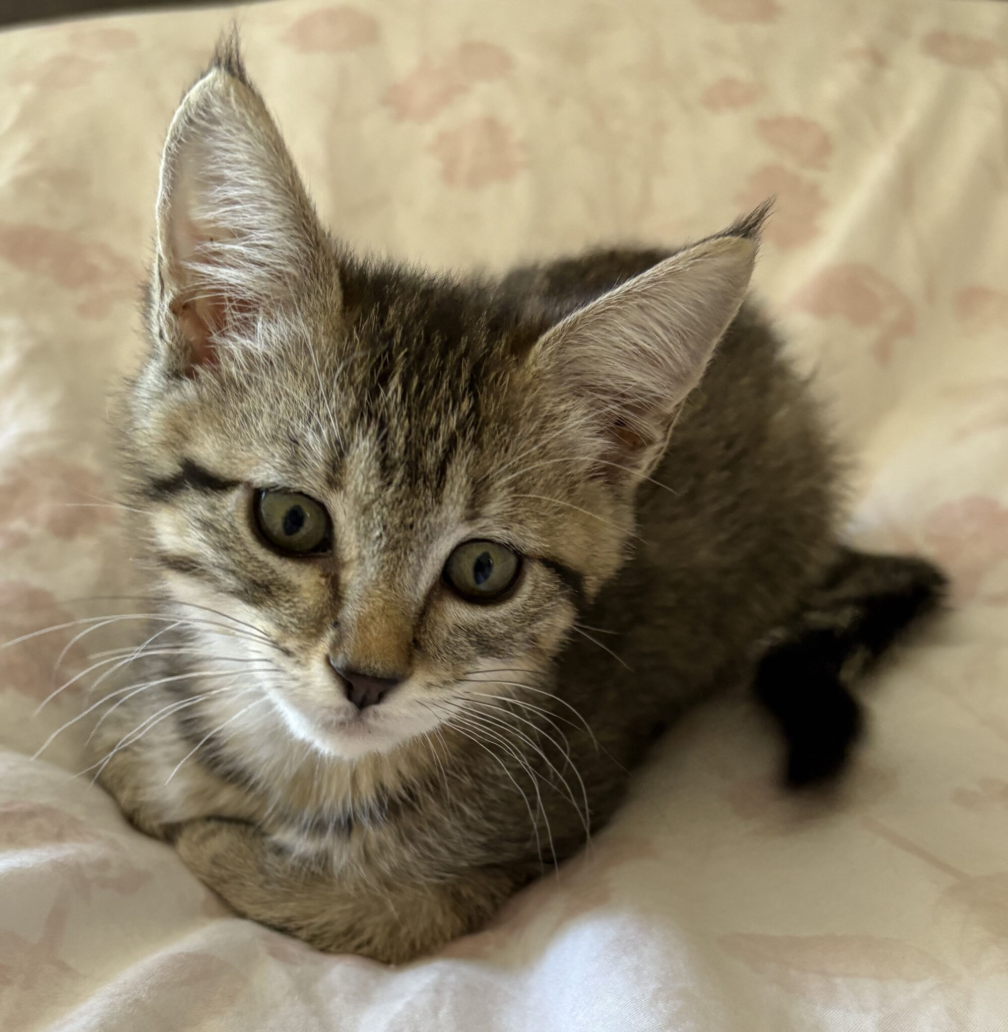 See All Adopted Pets