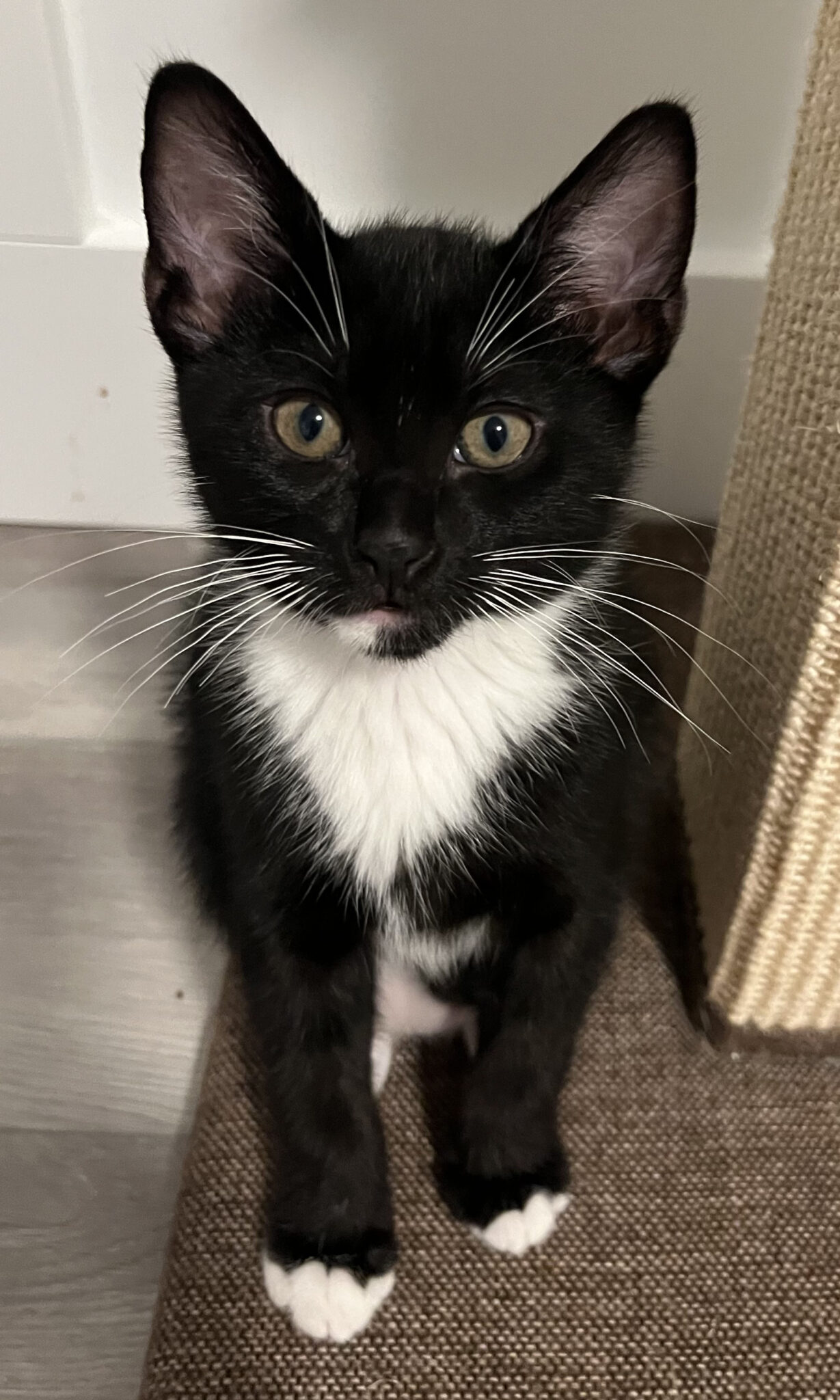 See All Adopted Pets