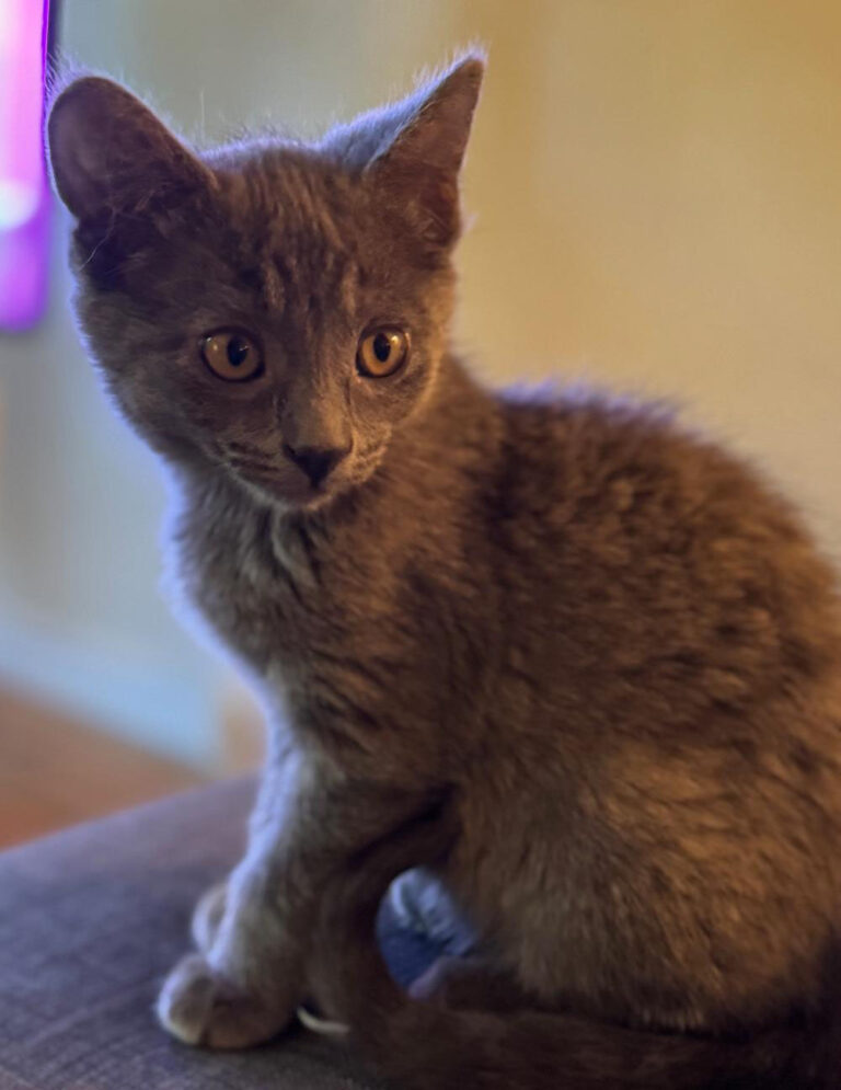 See All Adopted Pets