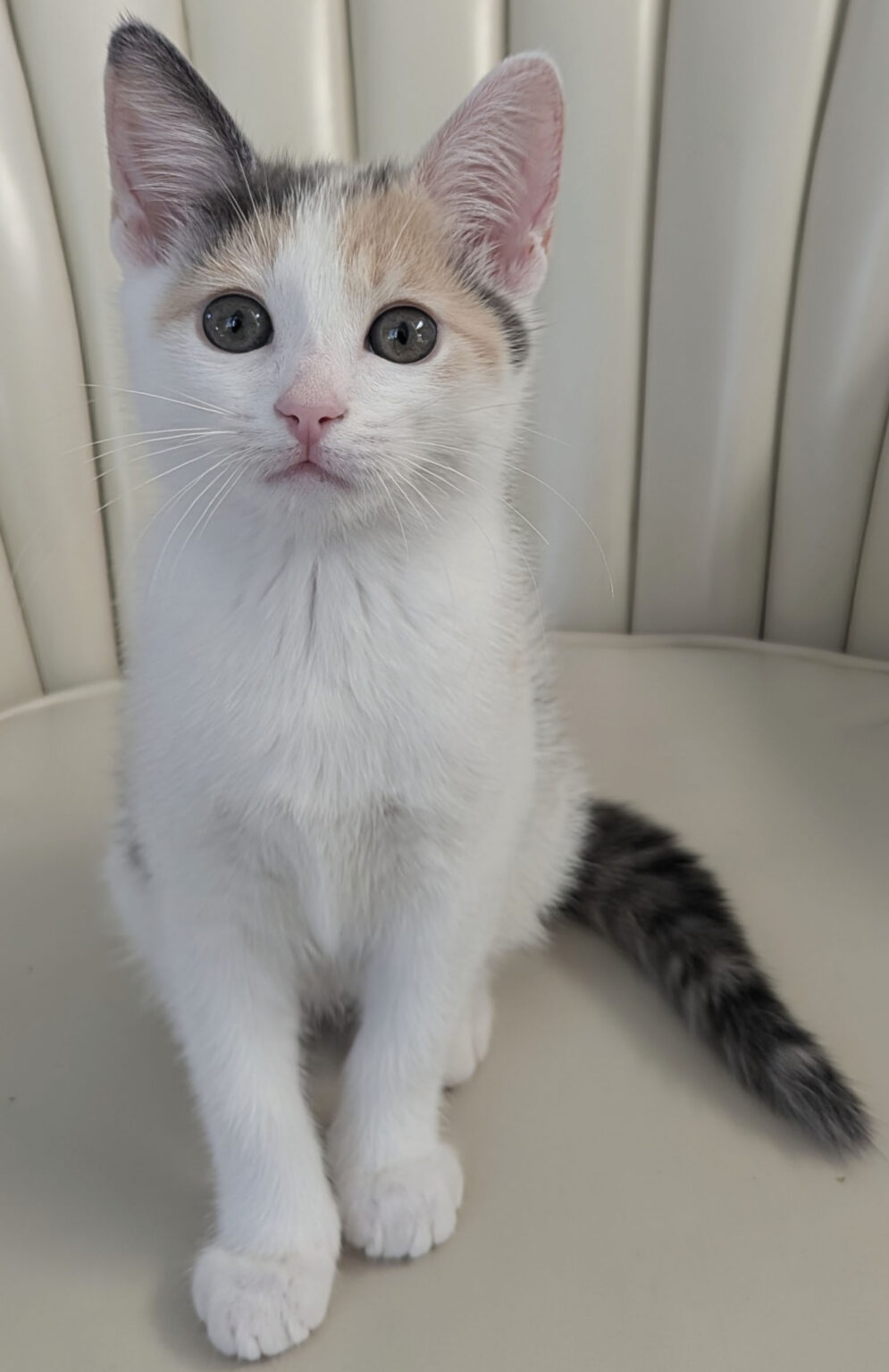 See All Adopted Pets