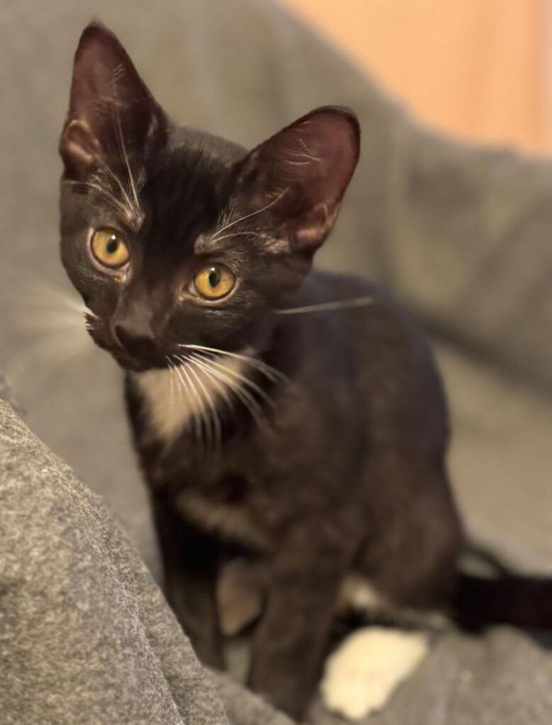 See All Adopted Pets