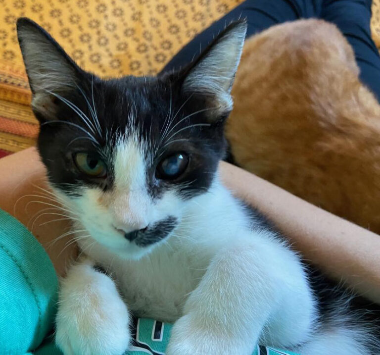 See All Kittens Adoption Info