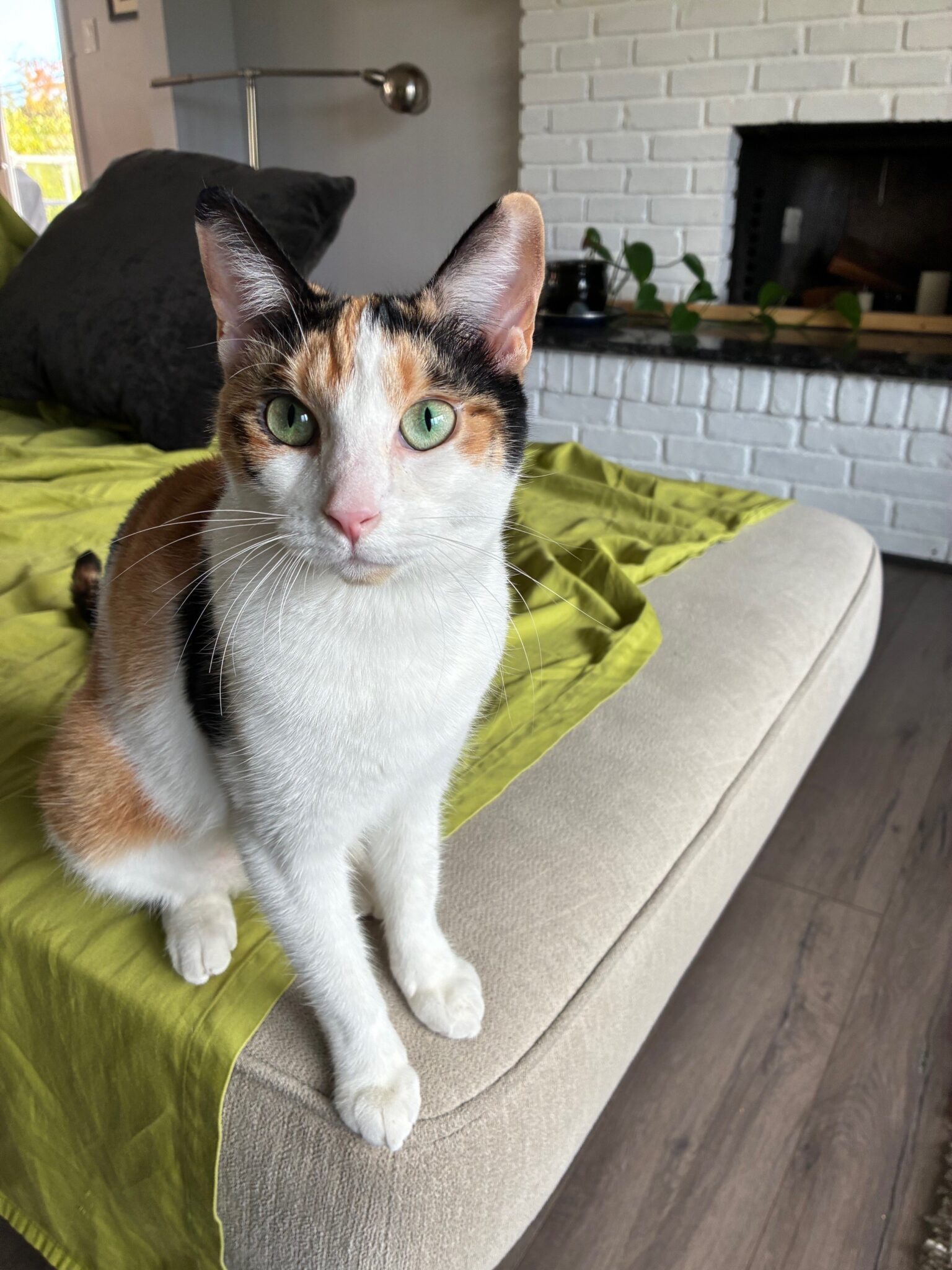 See All Adopted Pets