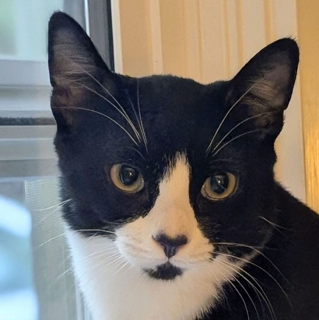 GiGi
