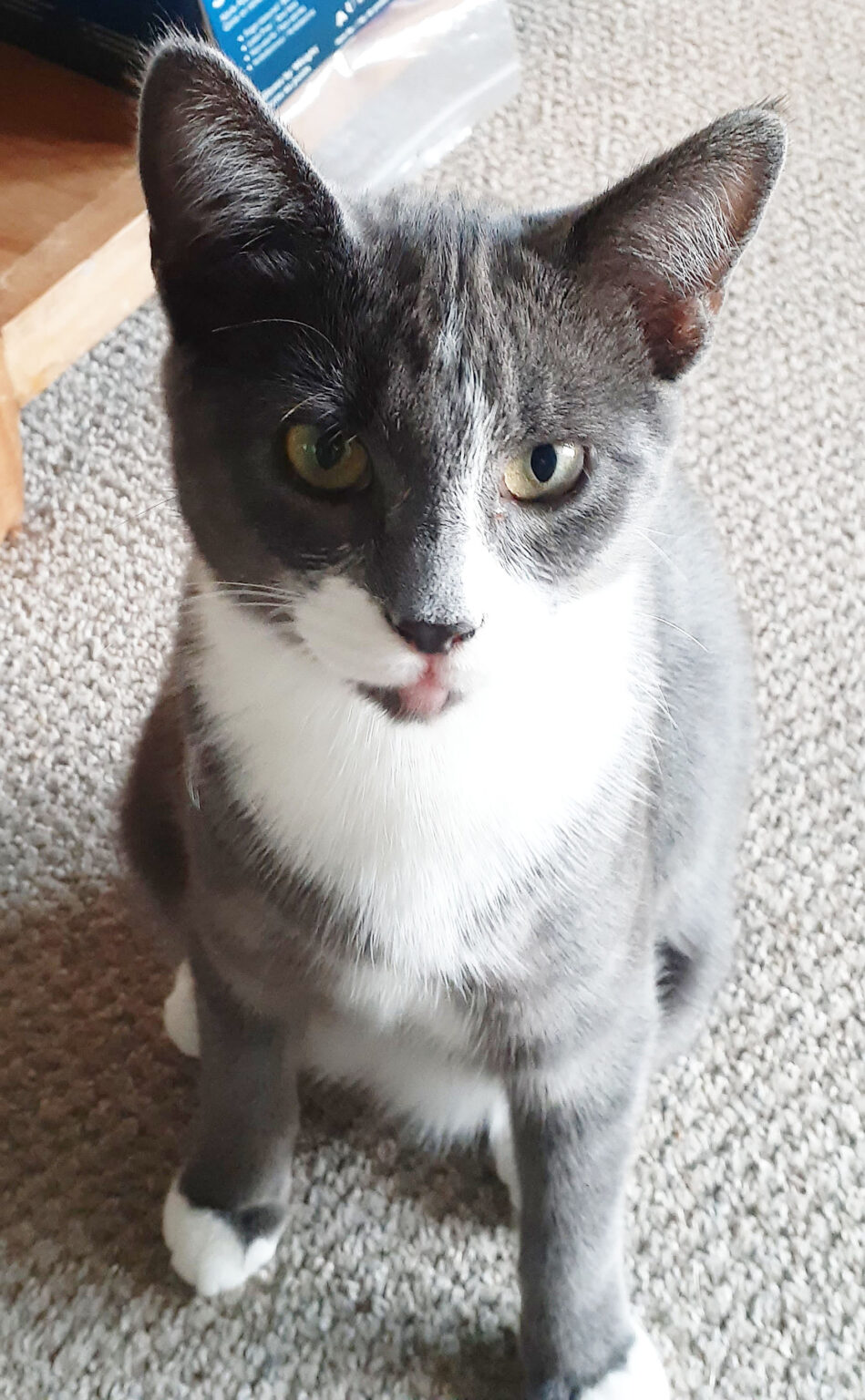 Missy is ready to find her forever home and would make a wonderful ...