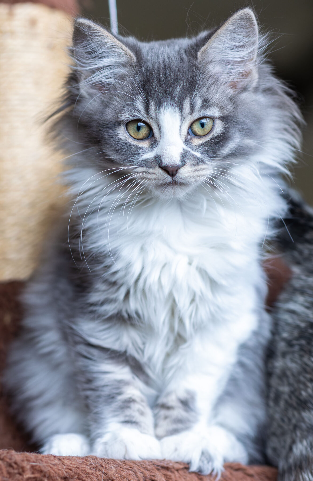 See All Adopted Pets