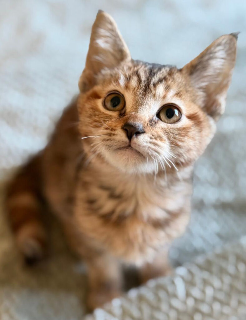 See All Adopted Pets