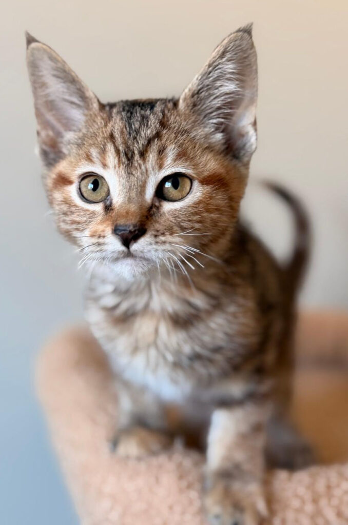 See All Adopted Pets