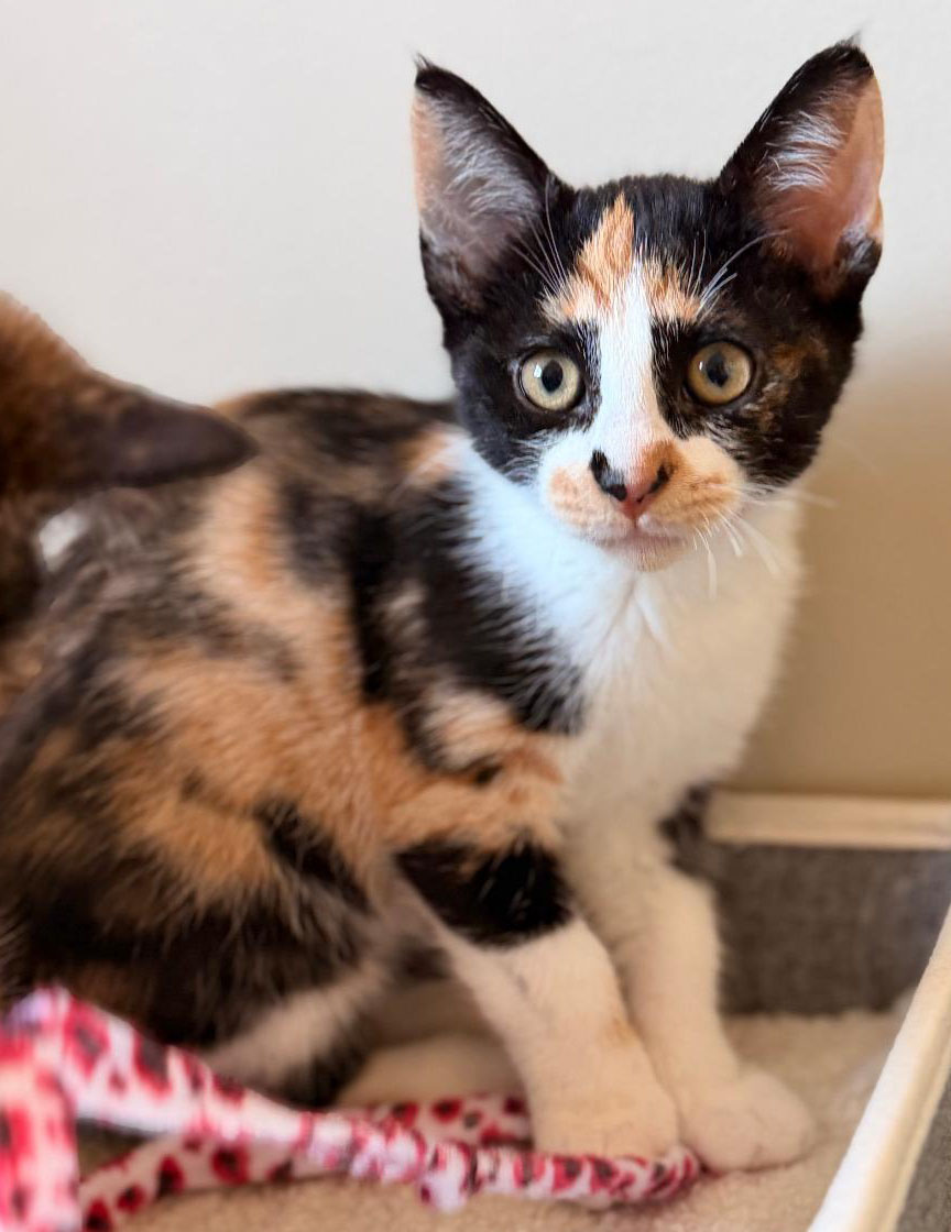 See All Kittens Adoption Info