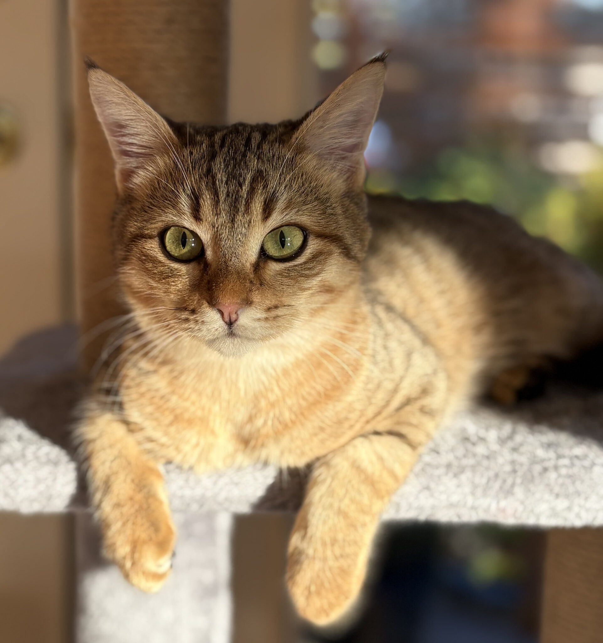Tigger would thrive in a home filled with cat cuddles from people of ...