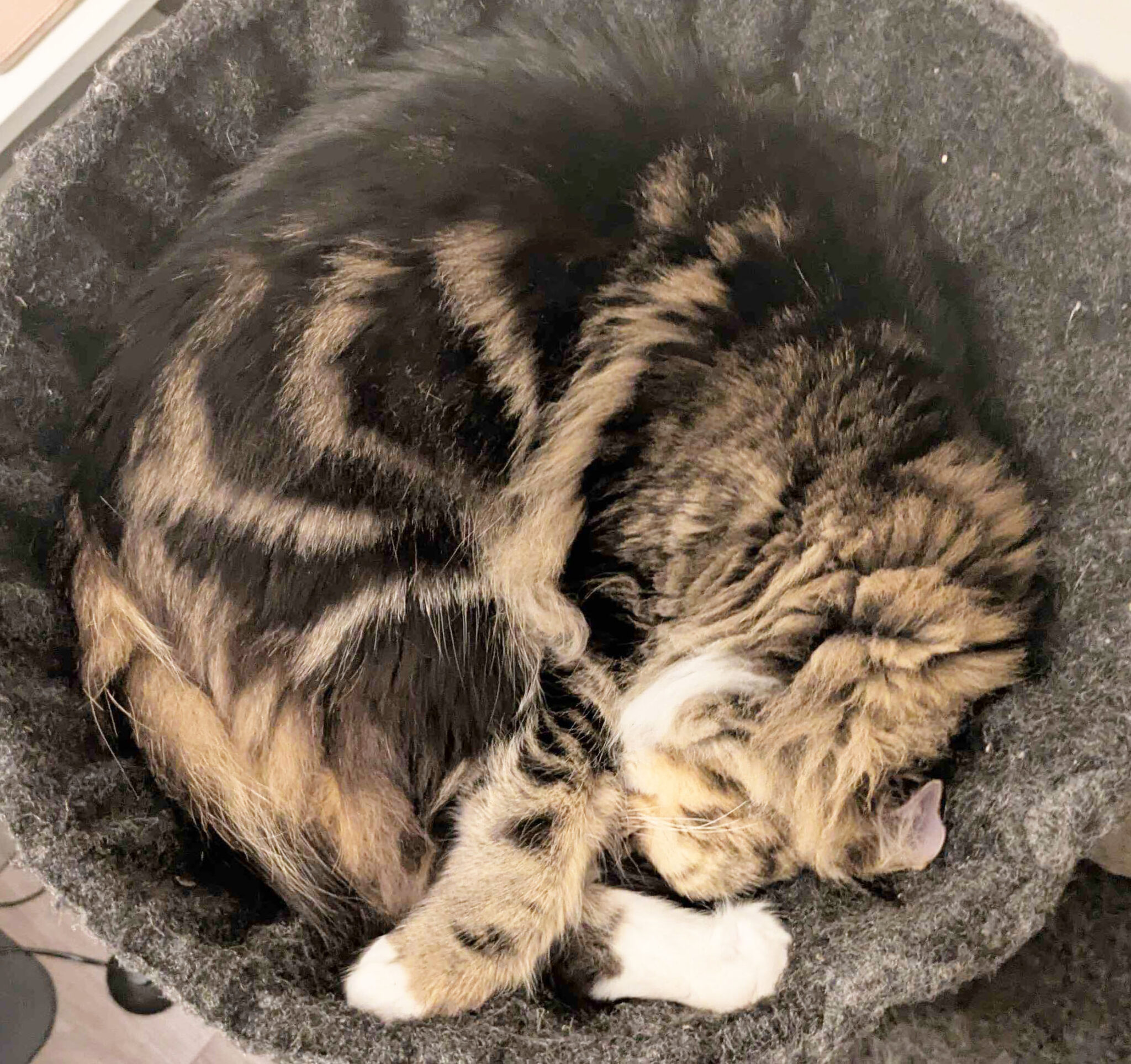 See All Cats Adoption Info